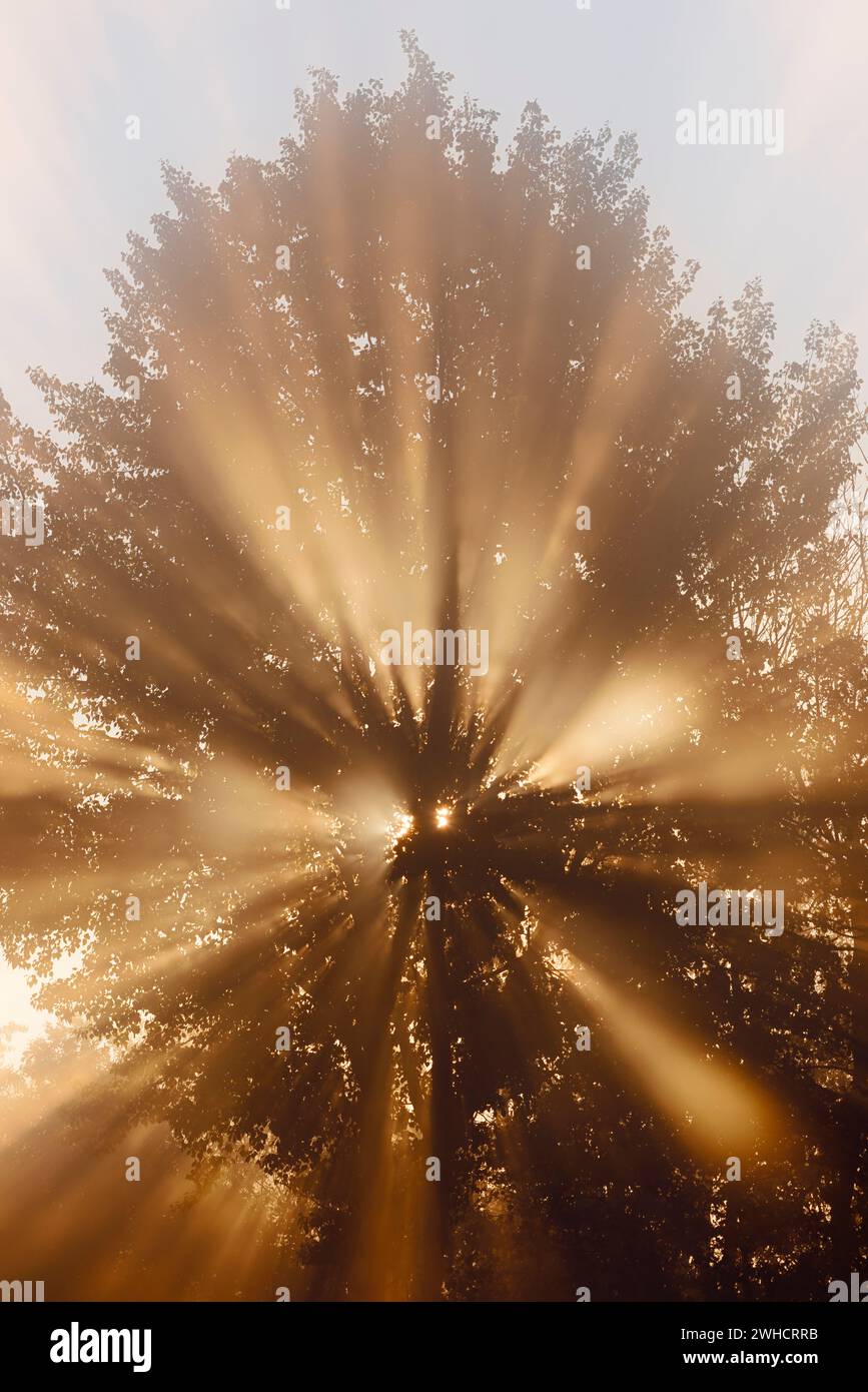 Gray poplar hi-res stock photography and images - Alamy