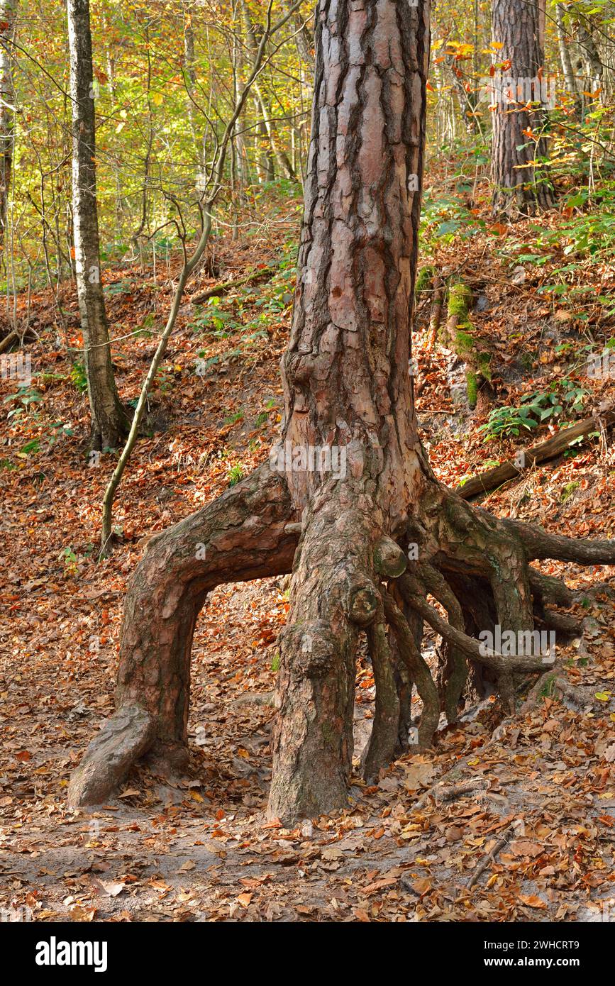 Scots pine (Pinus sylvestris), trunk and roots, Saxon Switzerland, Elbe ...