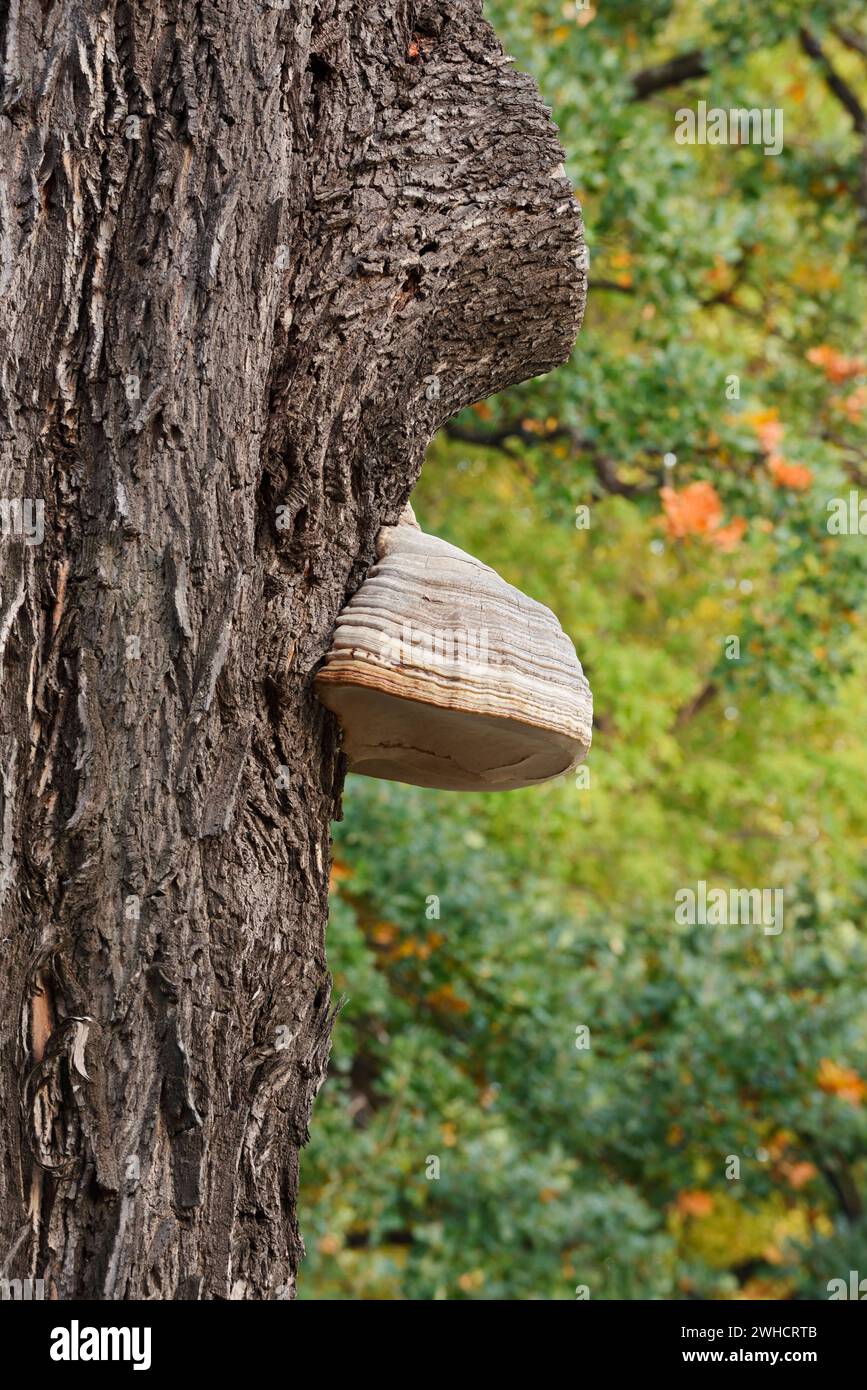 Tinder fungus (Fomes fomentarius) on a tree, Saxony, Germany Stock ...