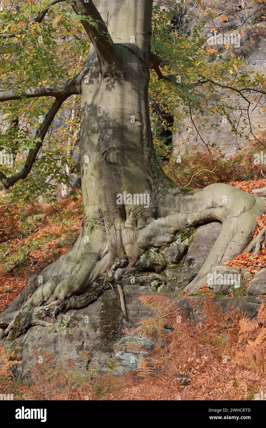 Roots growing into rock hi-res stock photography and images - Alamy