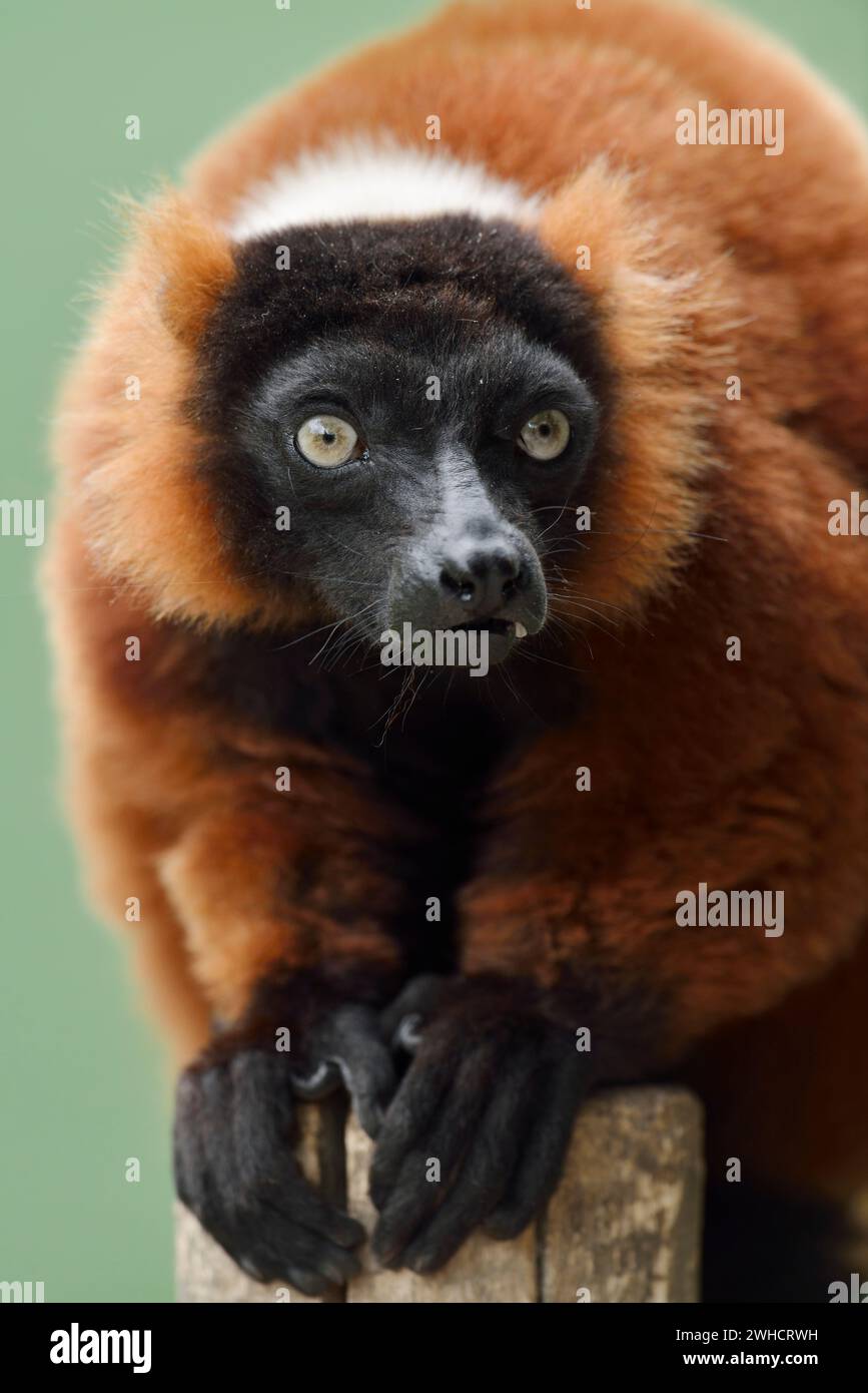 Red ruffed lemur varecia variegata rubra hi-res stock photography and ...