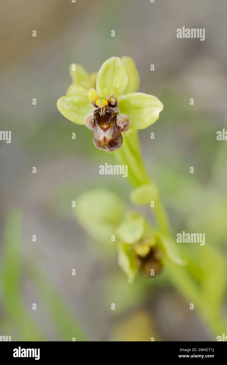Drone orchid ophrys bombyliflora hi-res stock photography and images ...