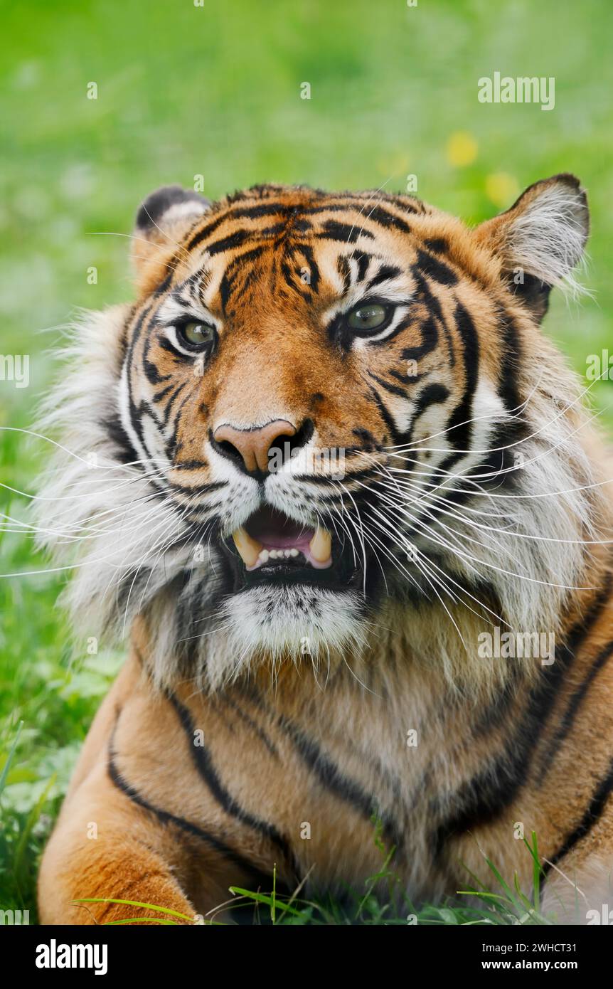 Sumatran tiger (Panthera tigris sumatrae), portrait, occurrence on ...
