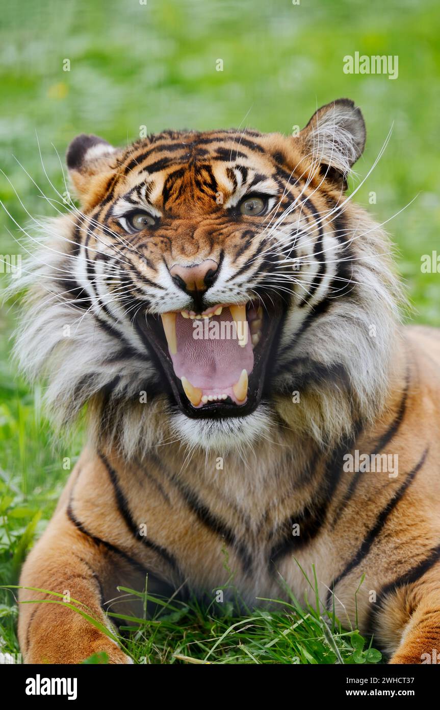 Sumatran tiger panthera tigris sumatrae snarling hi-res stock photography and images - Alamy