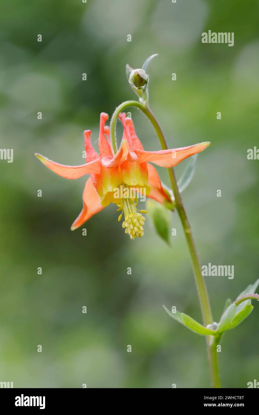Canadian columbine (Aquilegia canadensis), British Columbia, Canada ...