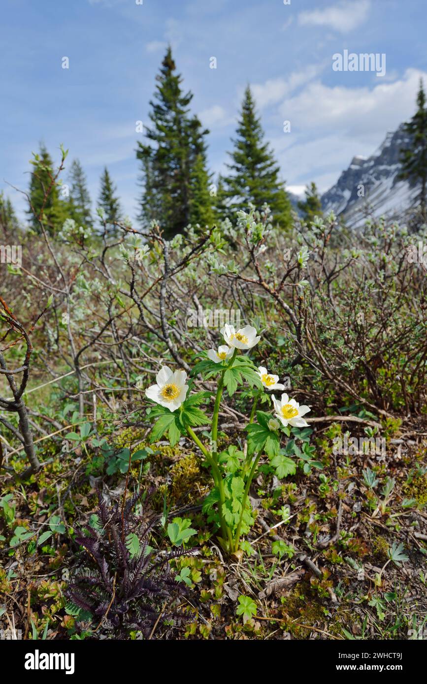 Western pasque flower (Anemone occidentalis), Banff National Park ...