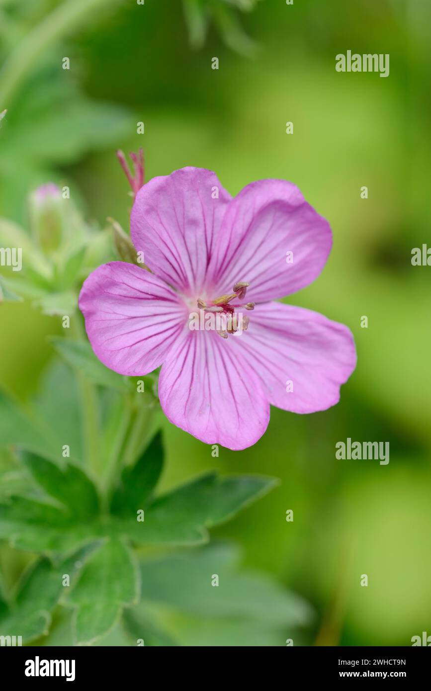 Cranesbill (Geranium viscosissimum), Waterton Lakes National Park ...