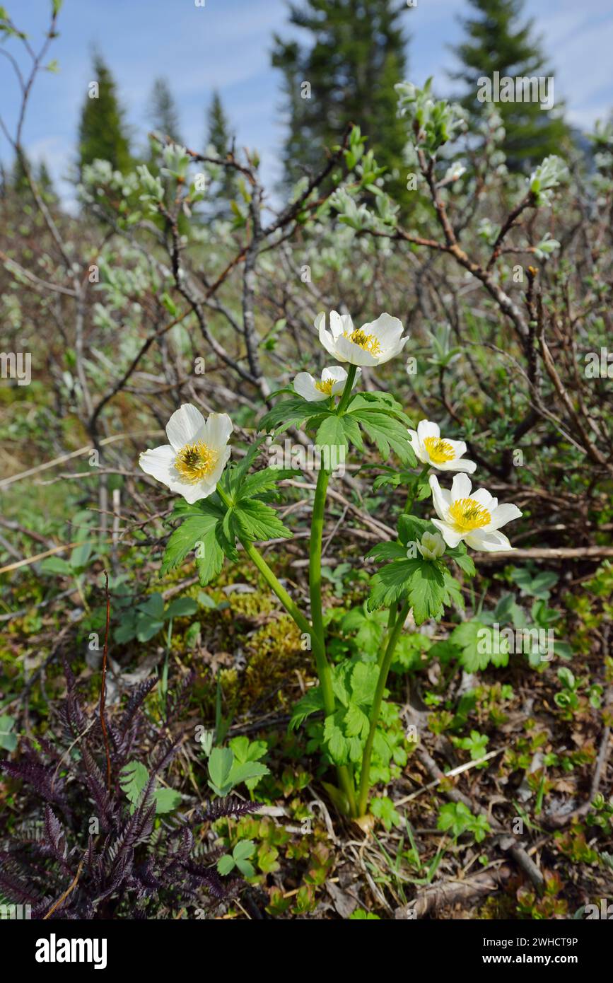Western pasque flower (Anemone occidentalis), Banff National Park ...