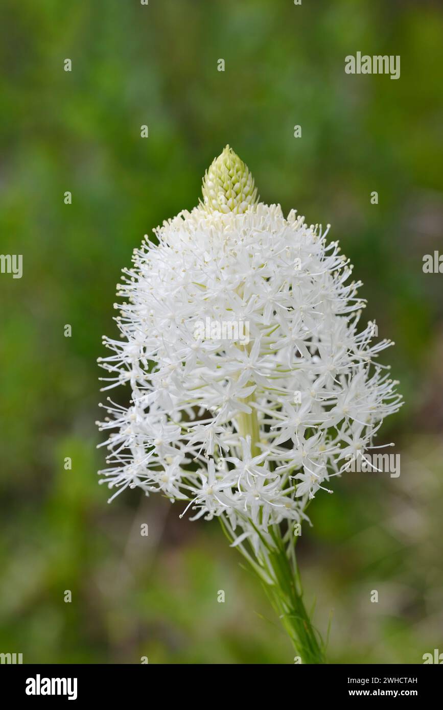 Beargrass (Xerophyllum tenax), Waterton Lakes National Park, Alberta ...