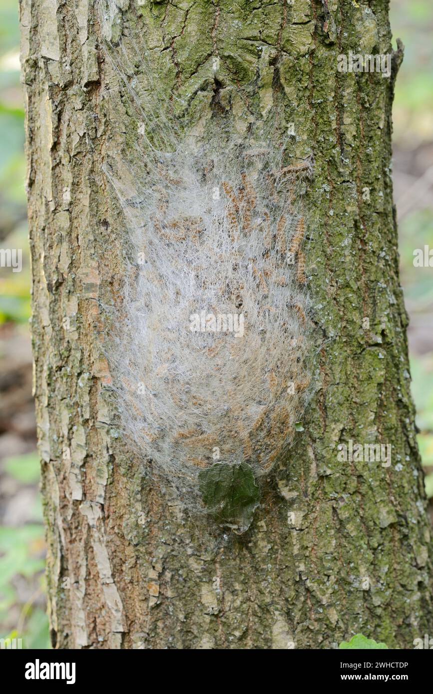 Moth caterpillar oak tree hi-res stock photography and images - Alamy