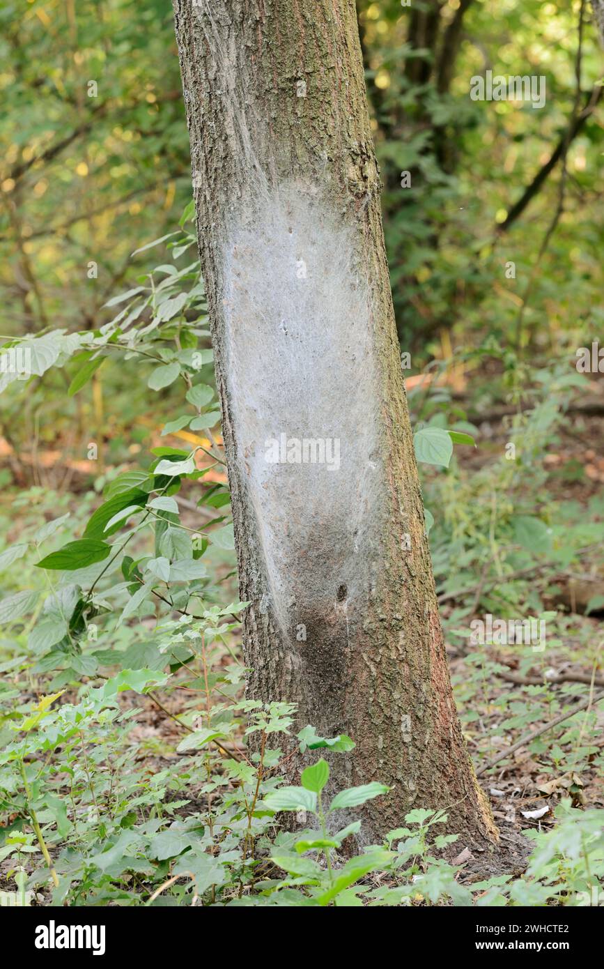Oak processionary moth caterpillar hi-res stock photography and images ...