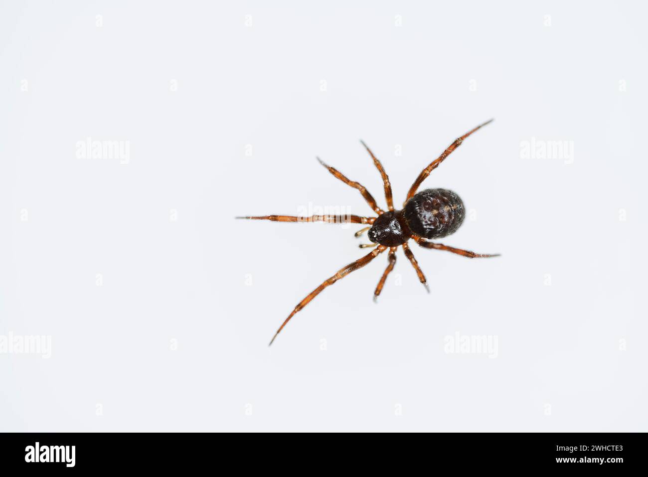 Dwarf spider (Lepthyphantes leprosus), female Stock Photo - Alamy