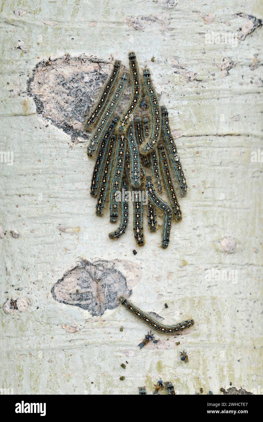 Ringlet moth (Malacosoma disstria), caterpillars on tree trunk ...