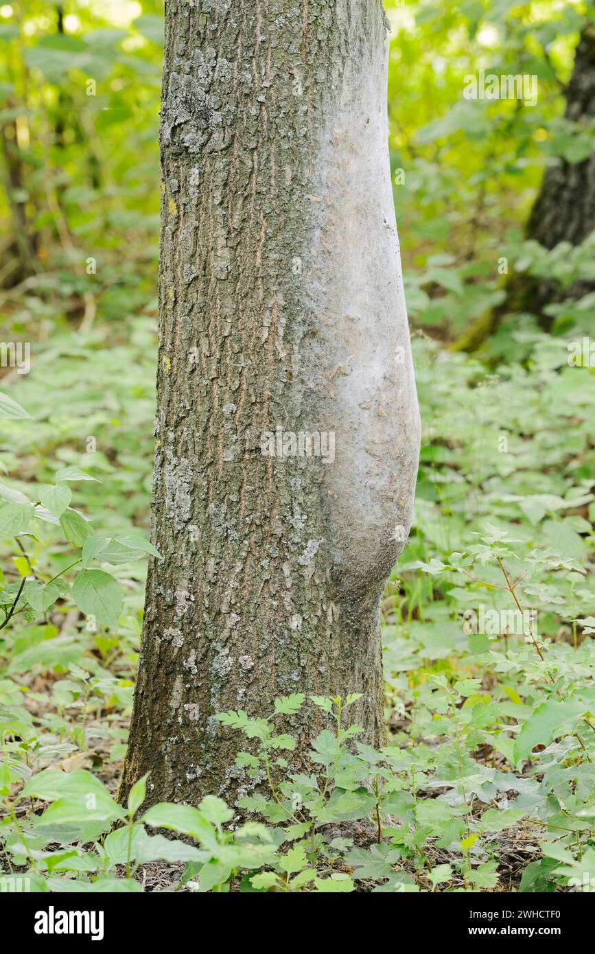 Moth caterpillar oak tree hi-res stock photography and images - Alamy