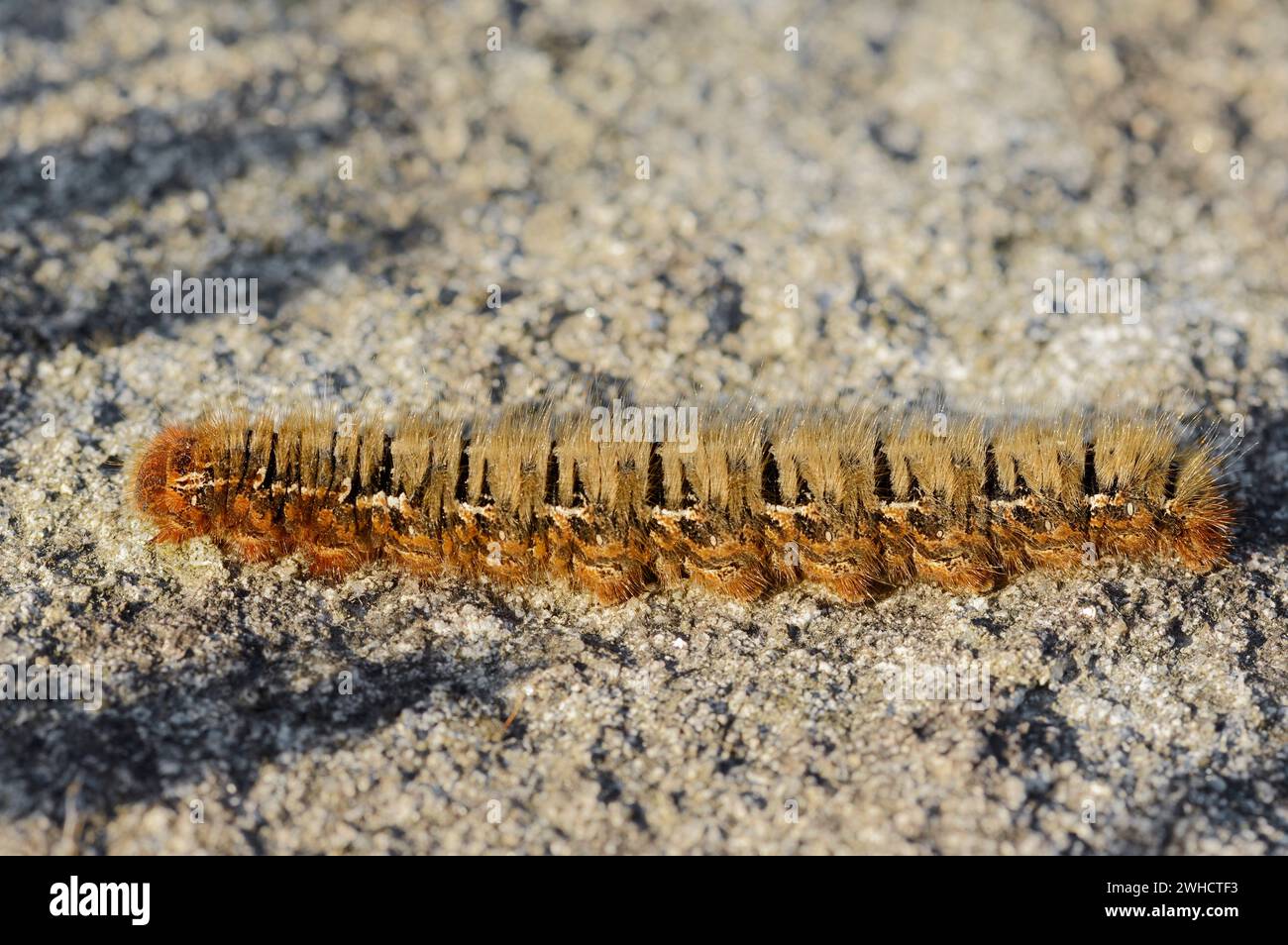 Oak moth (Lasiocampa quercus), caterpillar, Brittany, France Stock ...