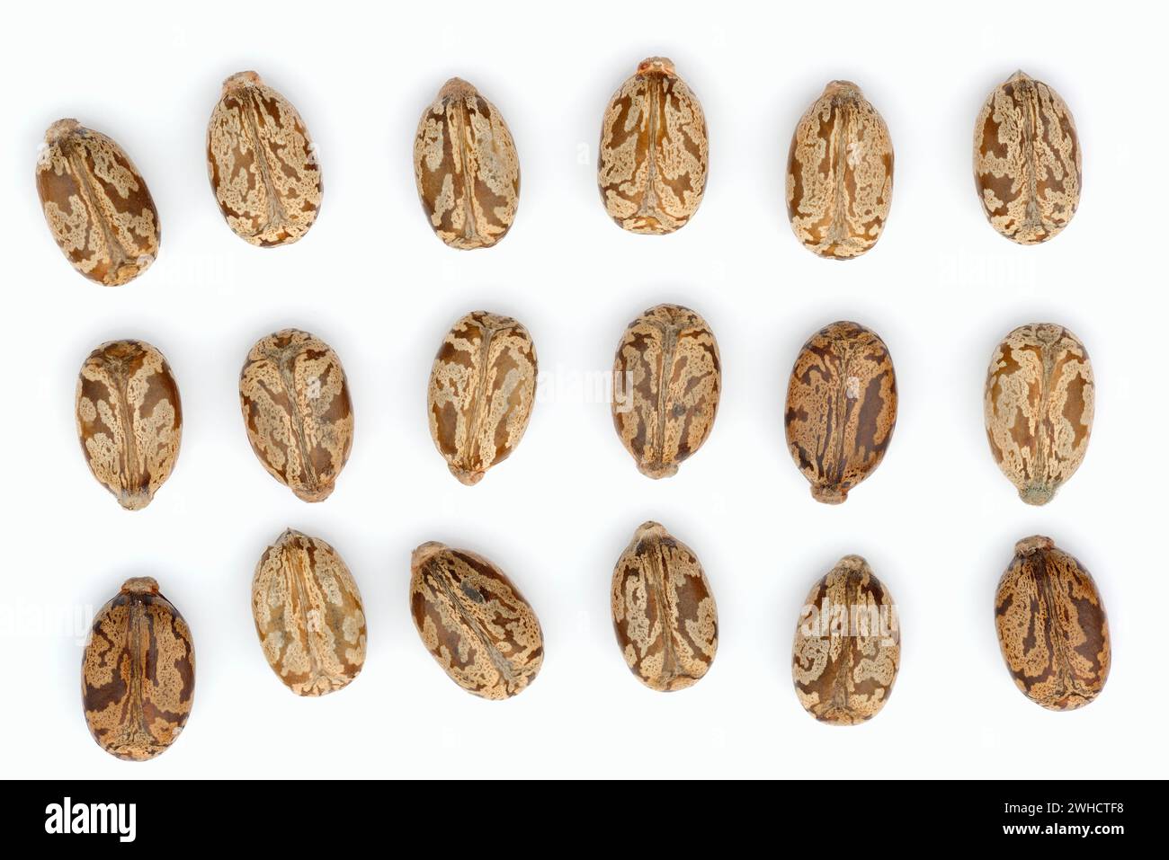 Miracle tree or castor oil plant (Ricinus communis), seeds Stock Photo ...