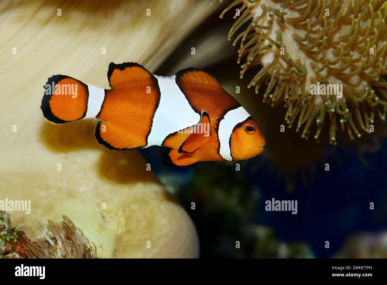 False clown fish amphiprion hi-res stock photography and images - Alamy