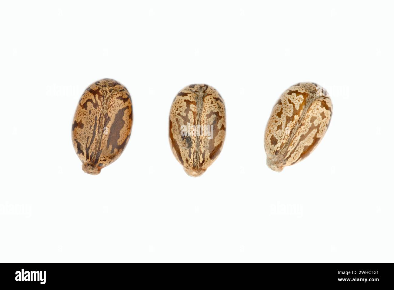 Miracle tree or castor oil plant (Ricinus communis), seeds Stock Photo ...