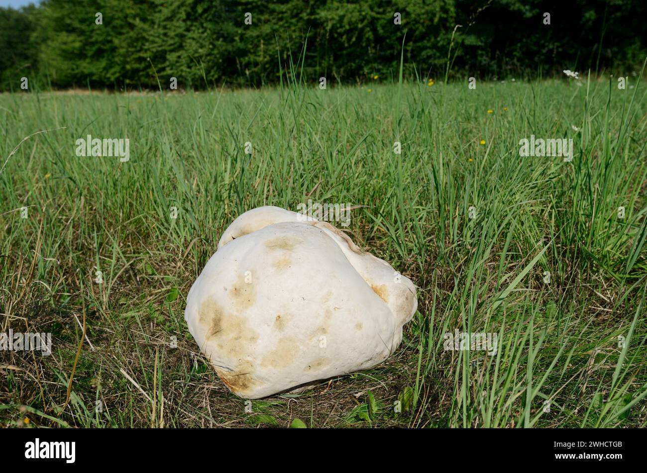 Giant bovist (Langermannia gigantea) in a meadow, North Rhine ...