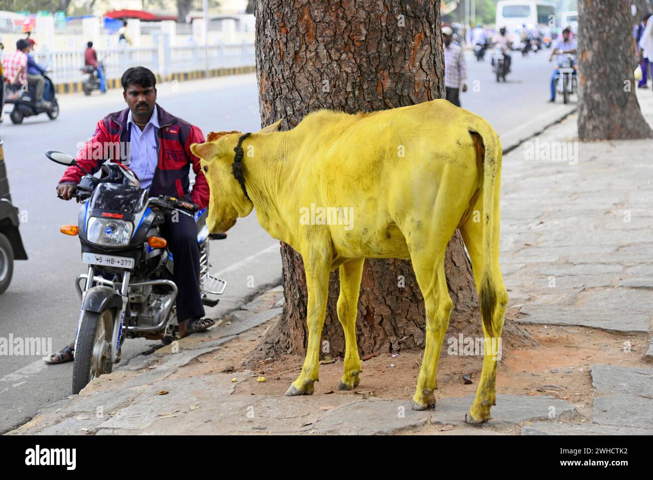 Yellow cow on the road in India, the cow is a sacred animal in India ...