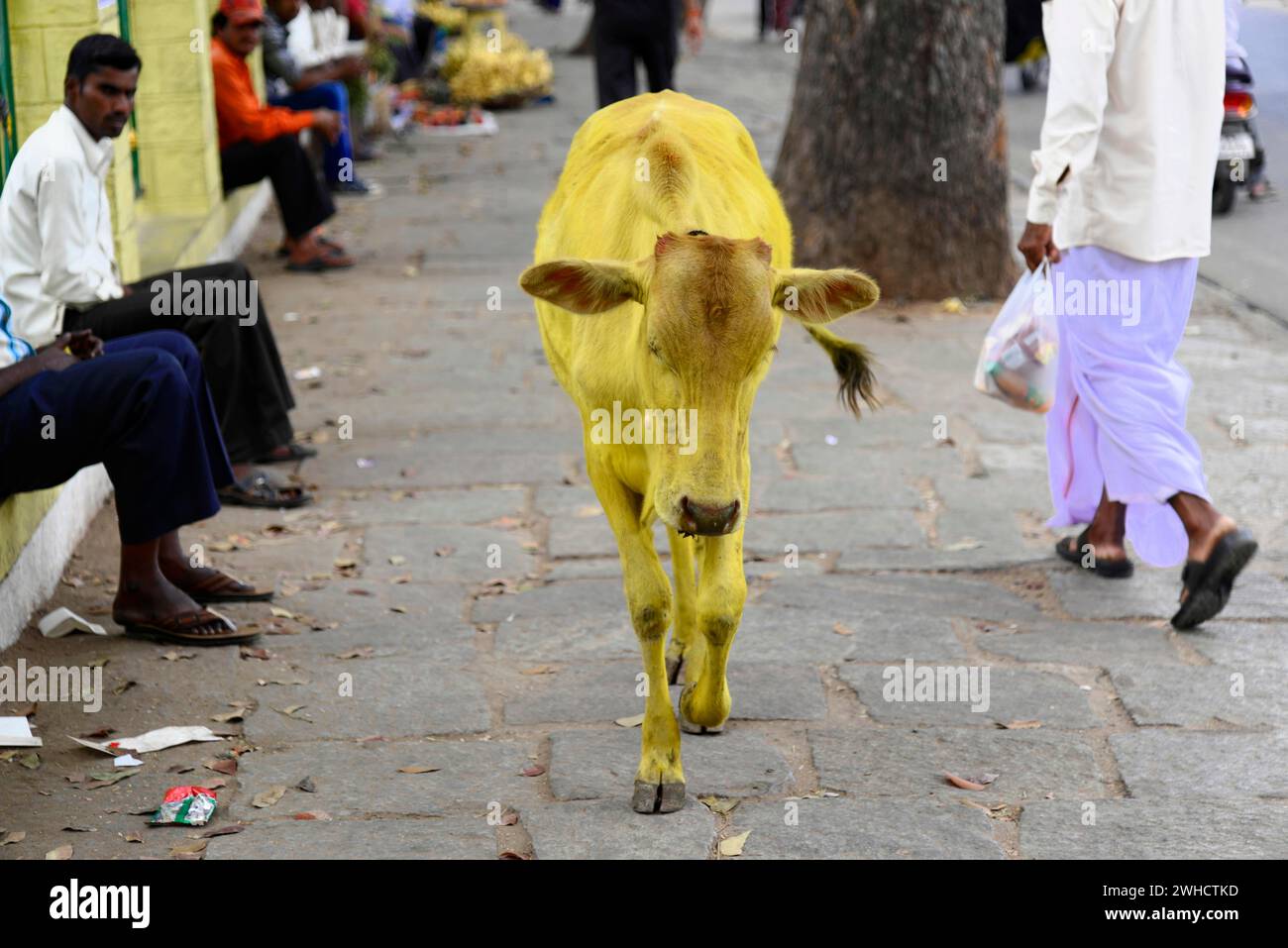 Yellow cow on the road in India, the cow is a sacred animal in India ...