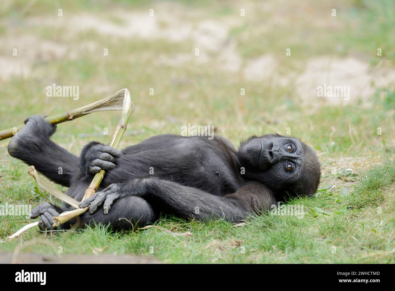 Western lowland gorilla (Gorilla gorilla gorilla), young animal Stock ...