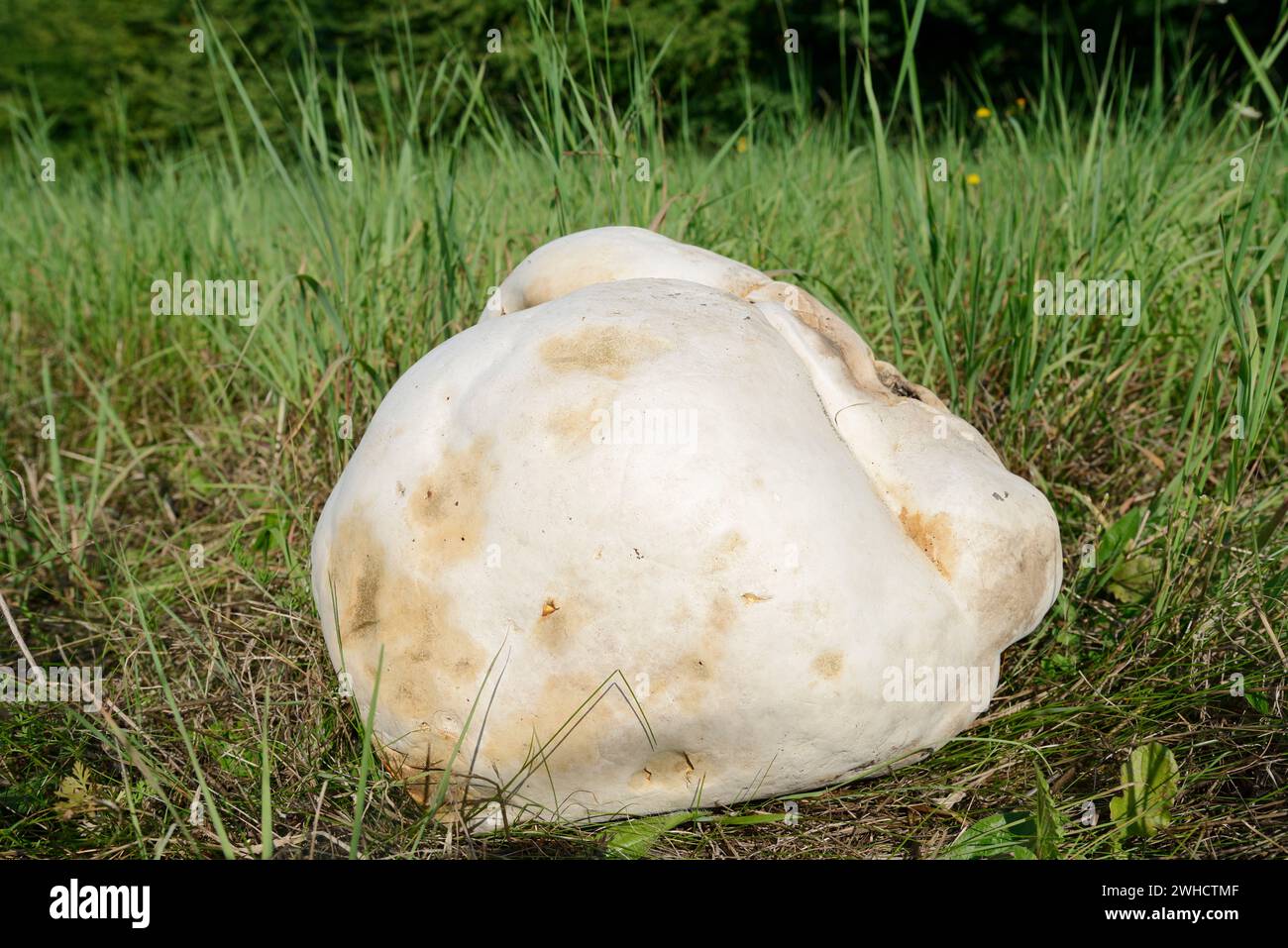 Giant bovist (Langermannia gigantea), North Rhine-Westphalia, Germany ...
