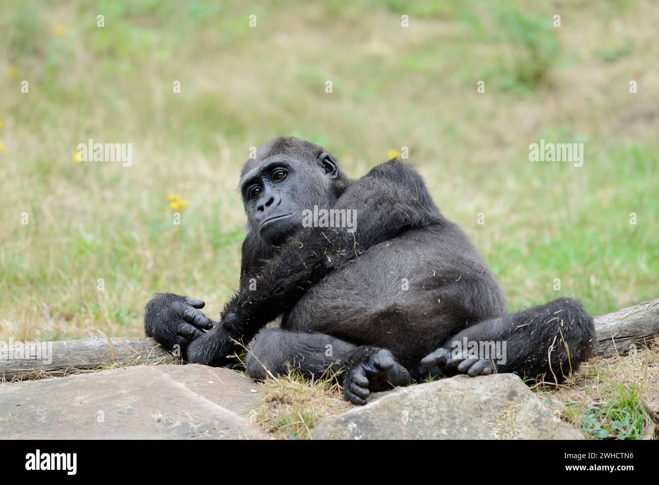Western lowland gorilla (Gorilla gorilla gorilla), young animal Stock ...