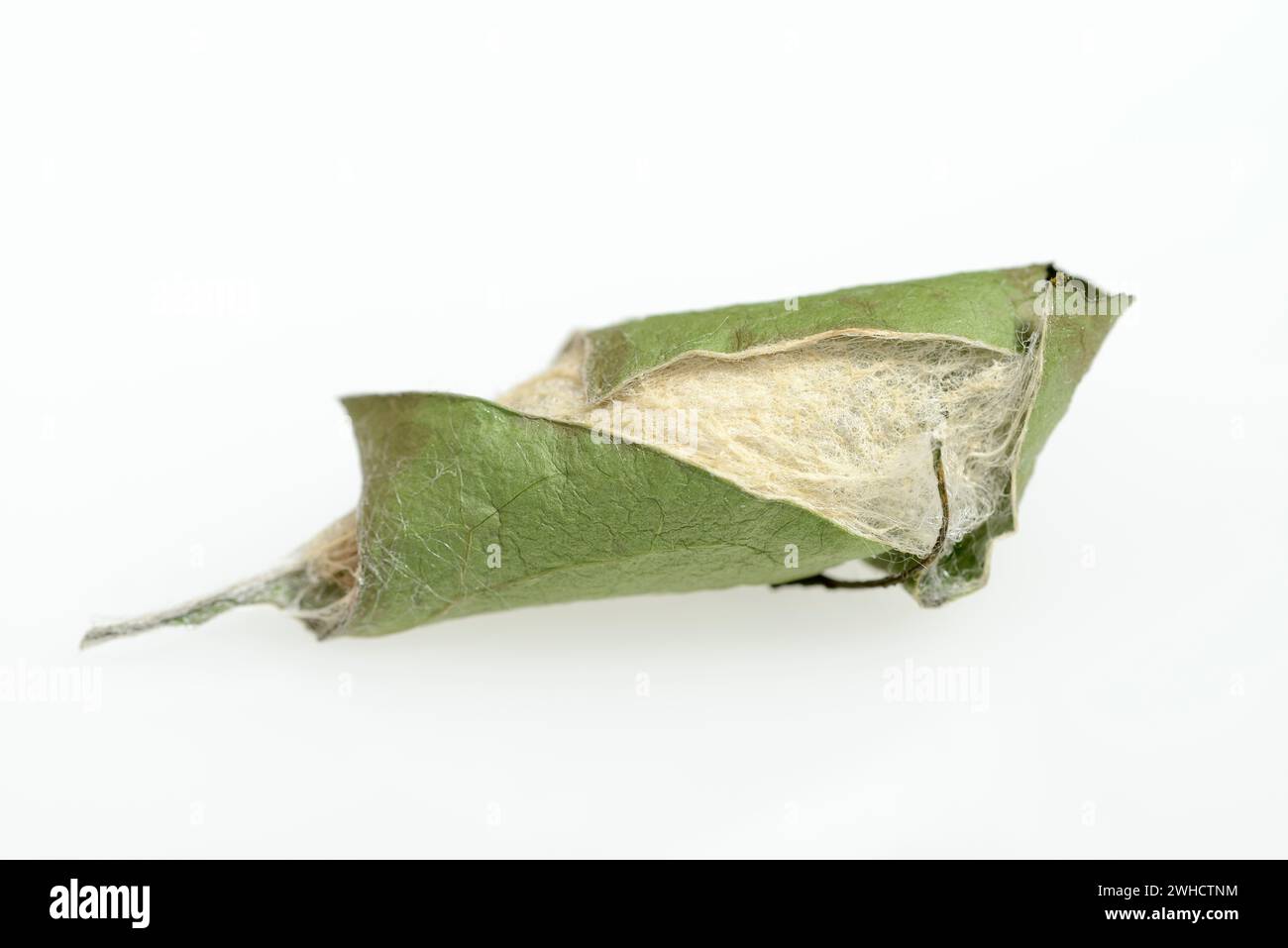 Tree of God spinner or Ailanthus spinner (Samia cynthia), cocoon Stock ...