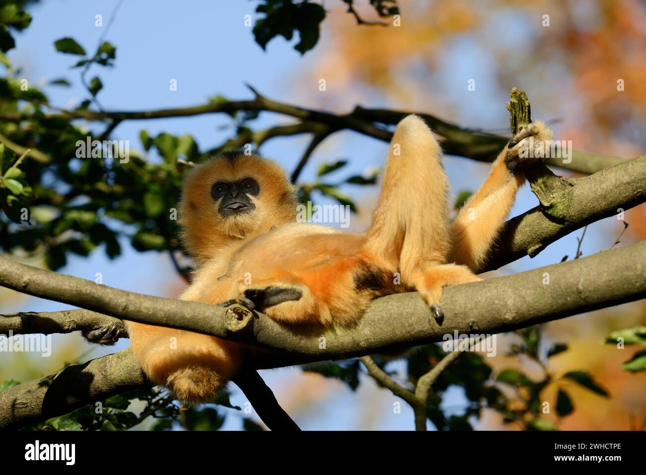 Northern white-cheeked crested gibbon (Nomascus leucogenys), female ...