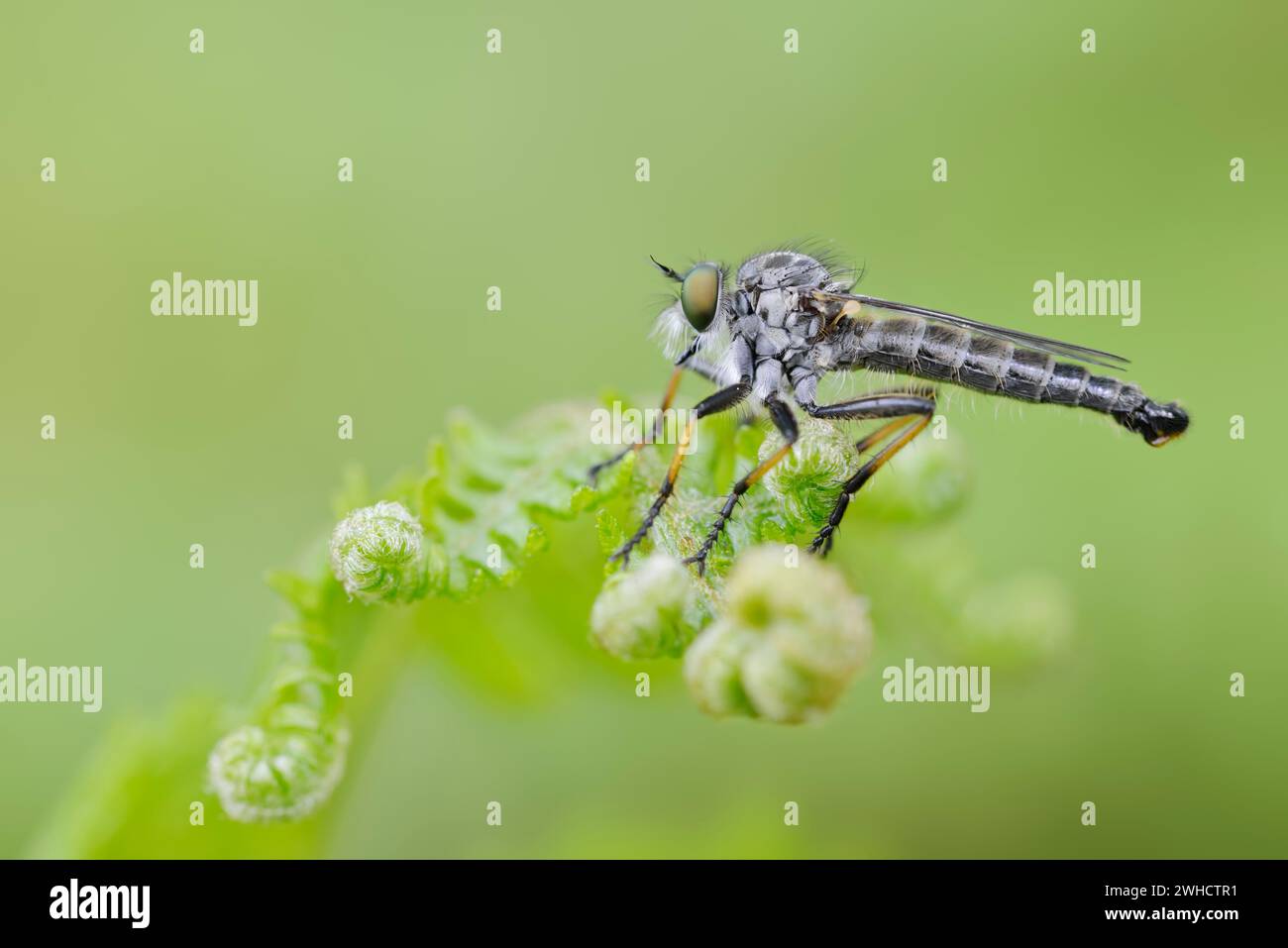 Garden robber fly (Neomochtherus geniculatus), male, North Rhine ...
