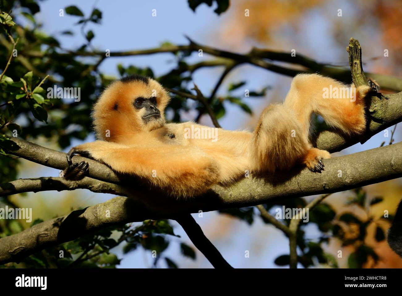 Northern white-cheeked crested gibbon (Nomascus leucogenys), female ...