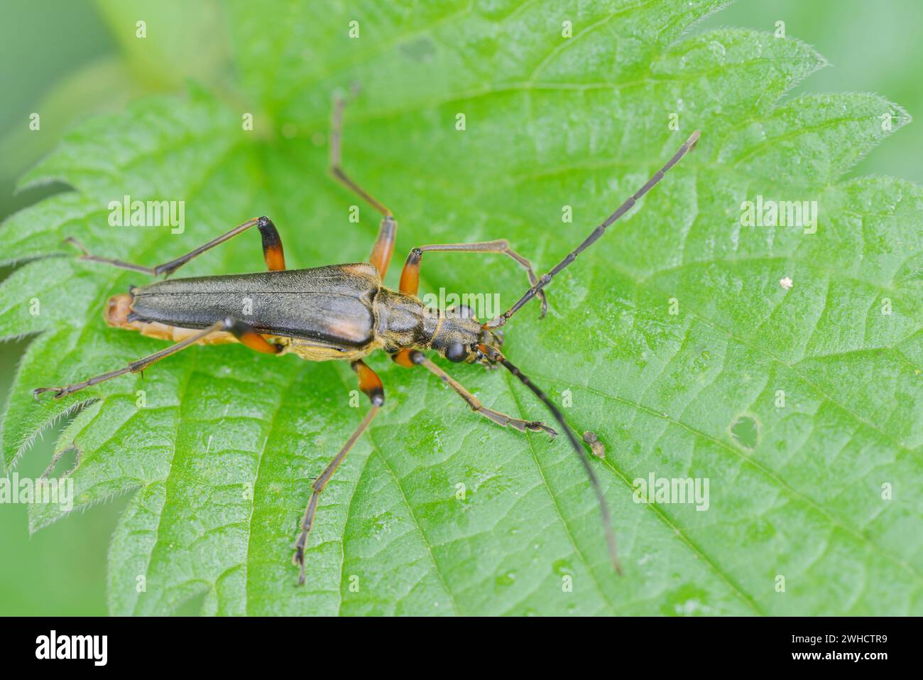 variable longhorn beetle (Stenocorus meridianus), North Rhine ...