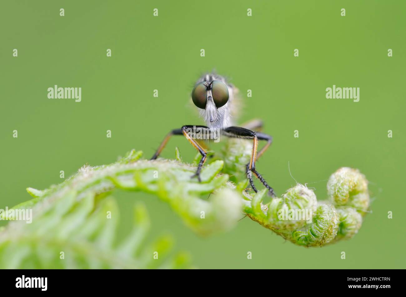 Garden robber fly (Neomochtherus geniculatus), male, North Rhine ...