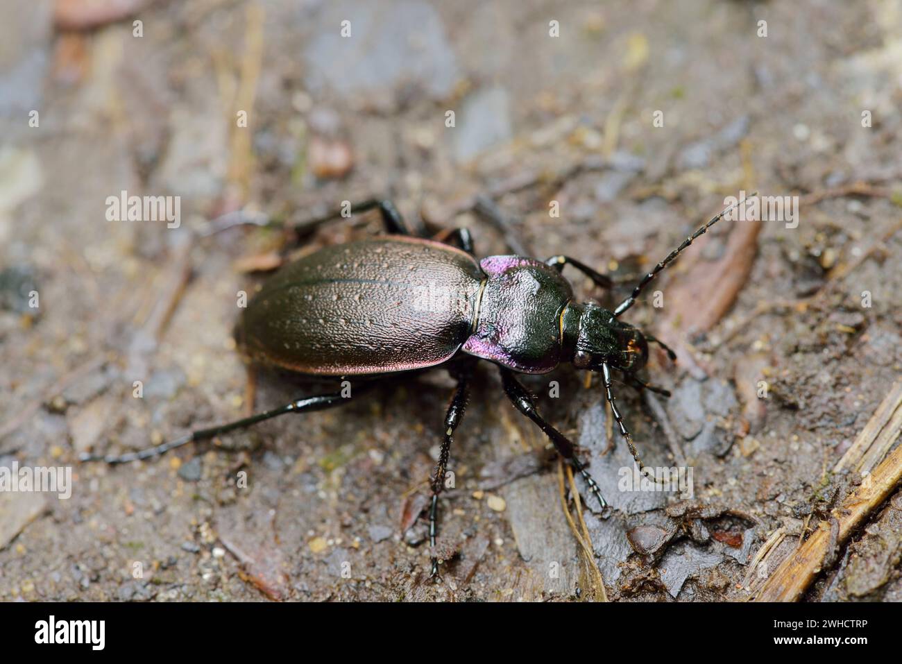 Blue-violet ground beetle (Carabus problematicus), North Rhine ...