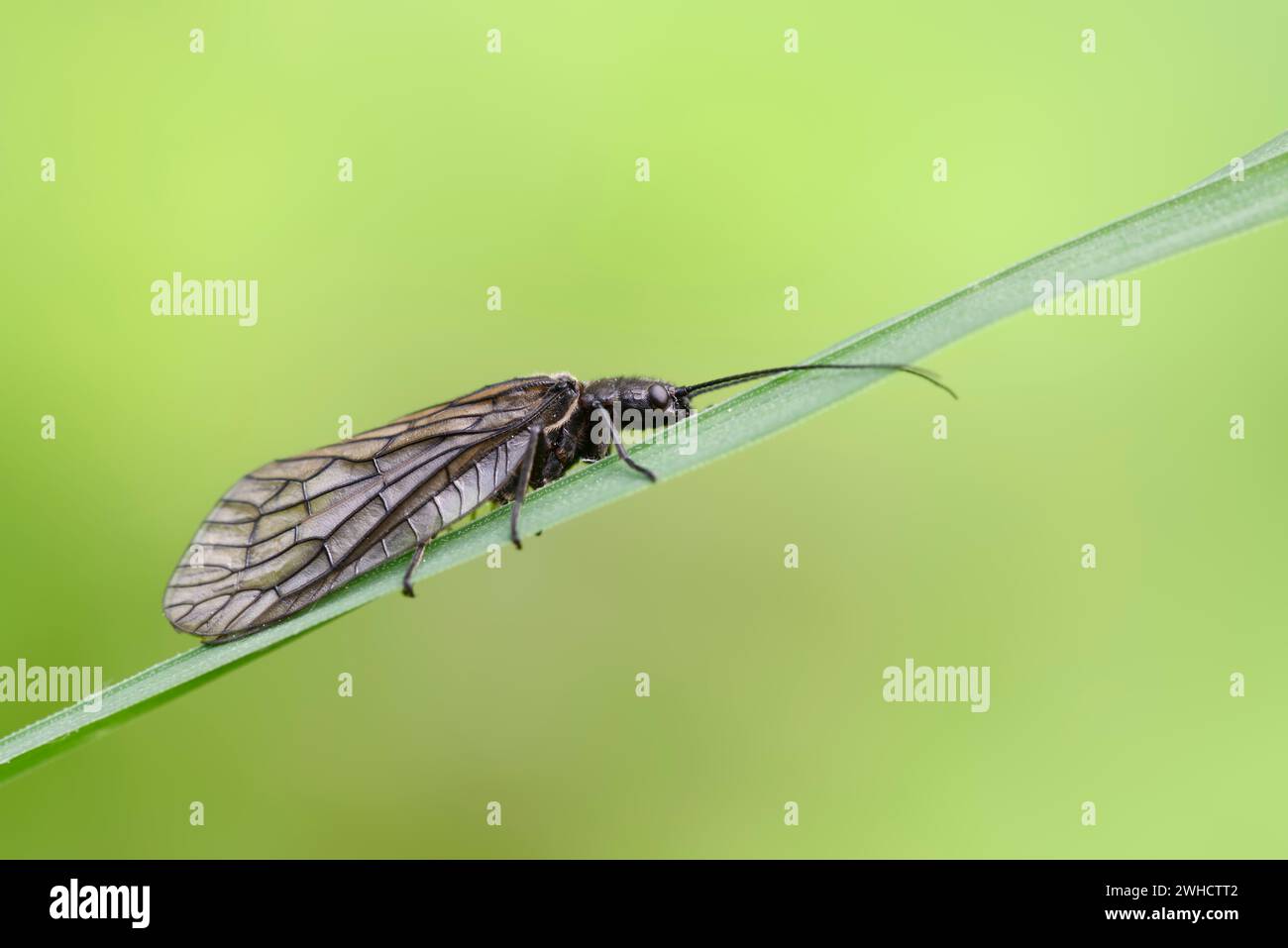 Common mud fly sialis lutaria hi-res stock photography and images - Alamy