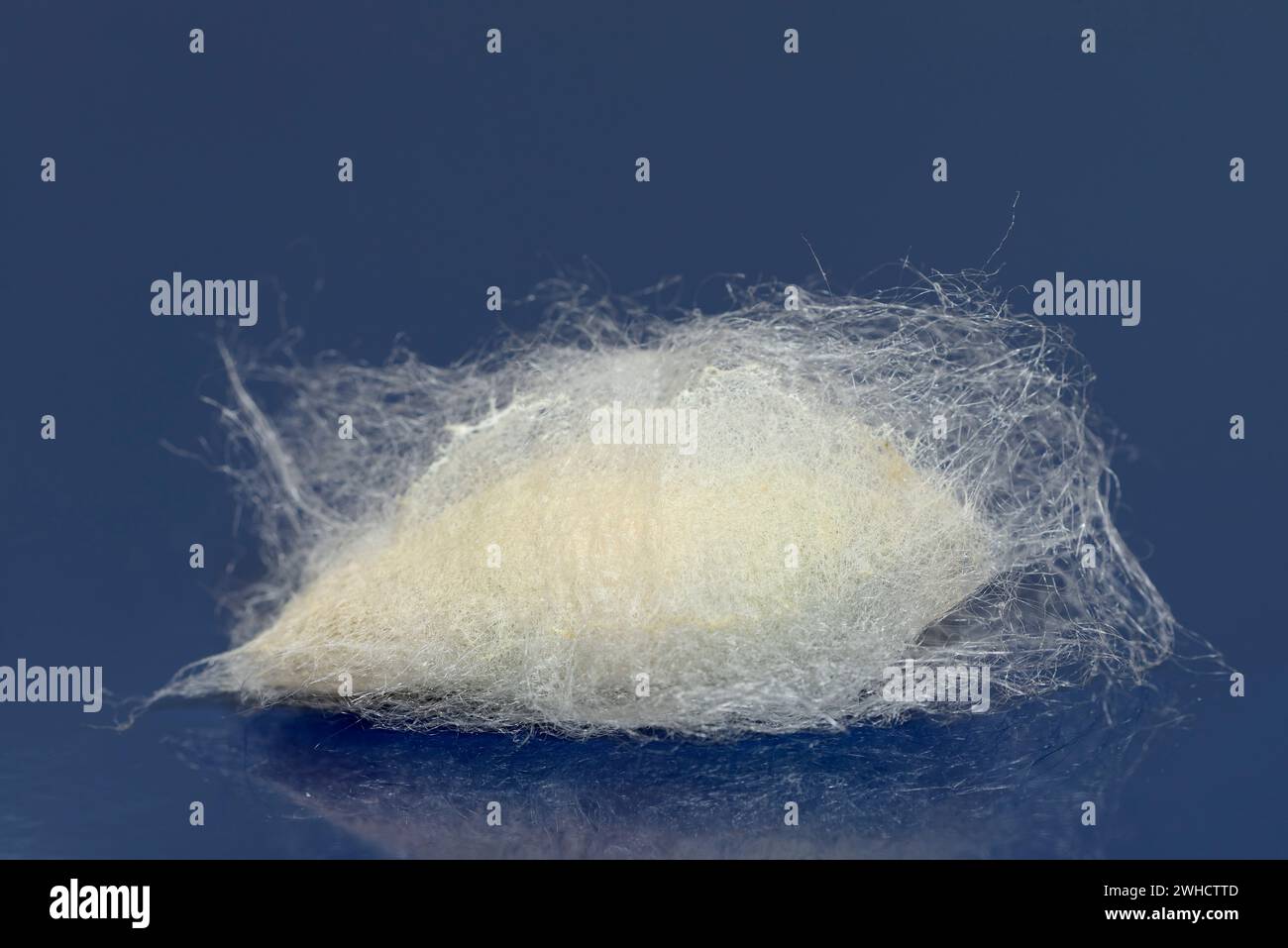 Tree of God spinner or Ailanthus spinner (Samia cynthia), cocoon in a ...