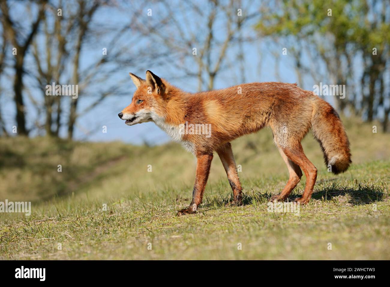 Red fox north holland hi-res stock photography and images - Alamy