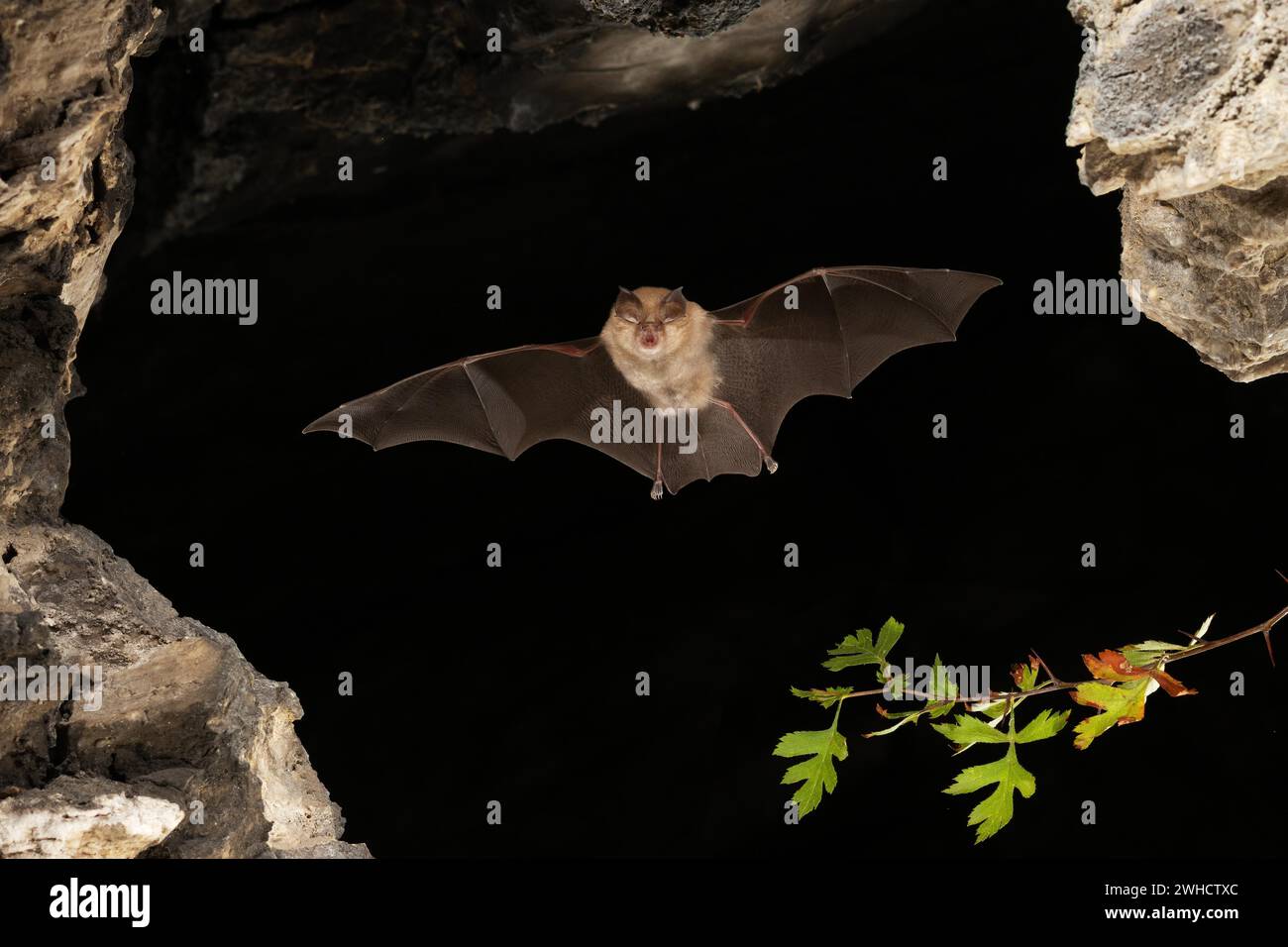 Lesser horseshoe bat (Rhinolophus hipposideros) in flight, bat ...