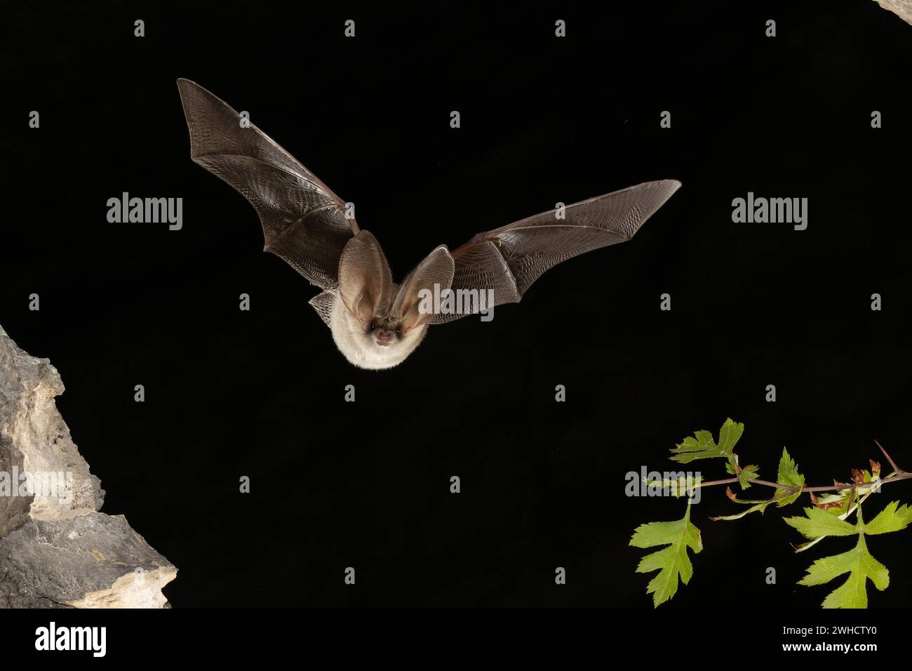 Grey long-eared bat (Plecotus austriacus) in flight, Thuringia, Germany ...