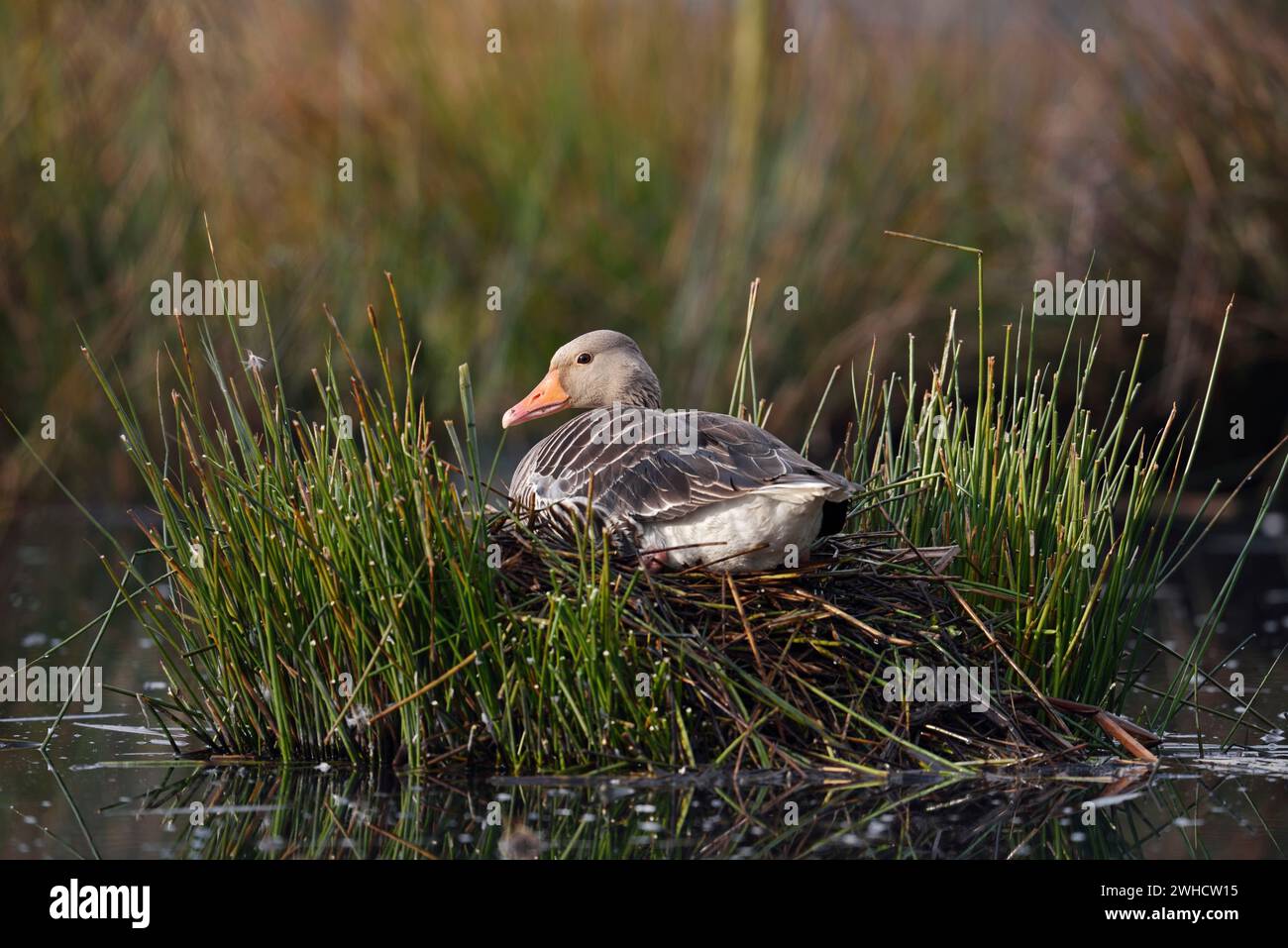 Greylag goose (Anser anser) breeding on the nest, North Rhine ...