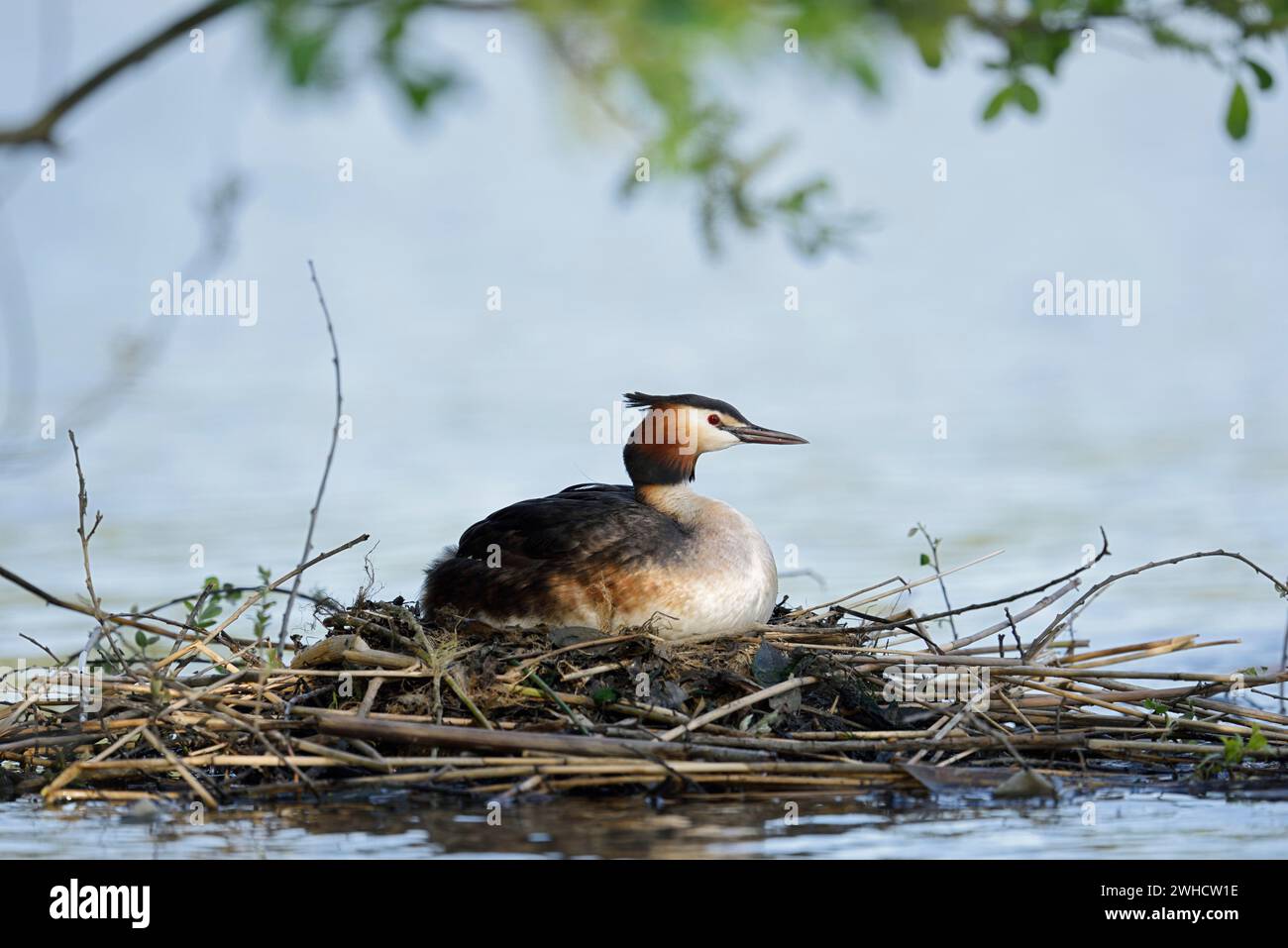 Great crested grebe (Podiceps cristatus) breeding on the nest, North ...