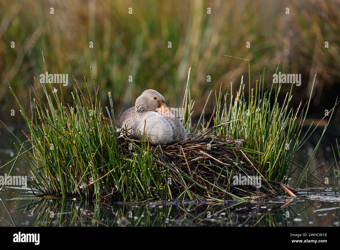 Greylag goose (Anser anser) breeding on the nest, North Rhine ...