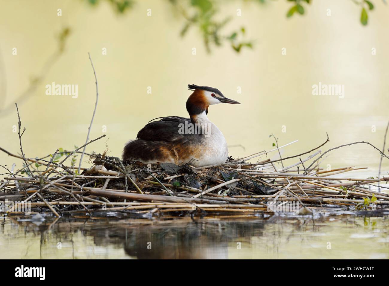 Great crested grebe (Podiceps cristatus) breeding on the nest, North ...