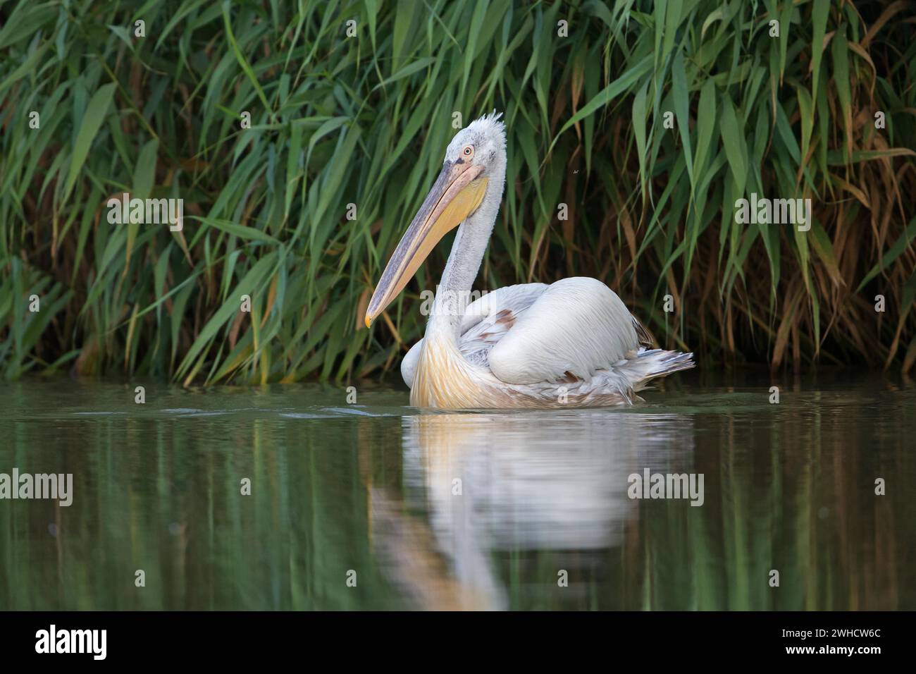 Dalmatian Pelican (Pelecanus crispus), Danube Delta Biosphere Reserve ...