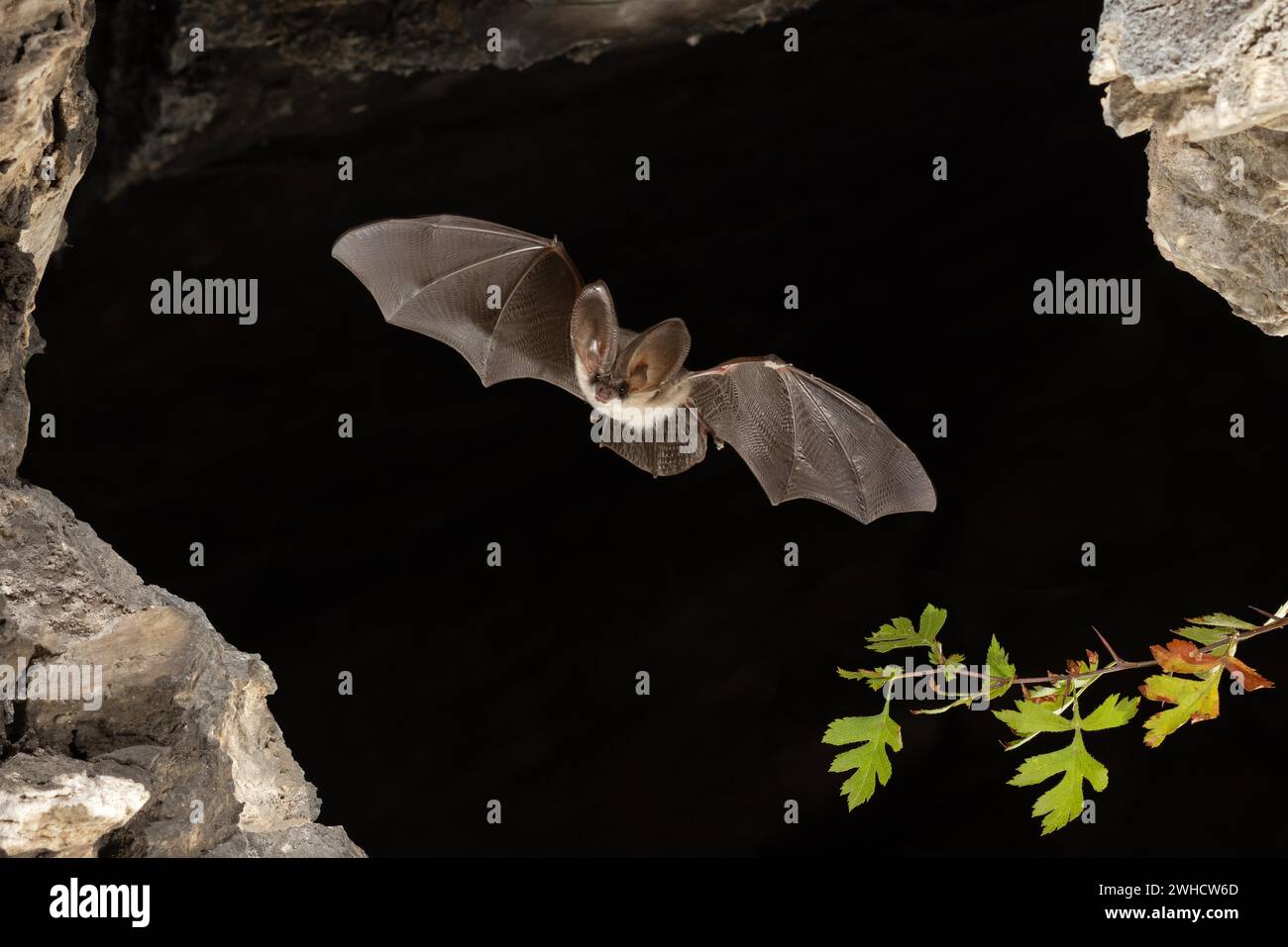 Grey long-eared bat (Plecotus austriacus) in flight, Thuringia, Germany ...