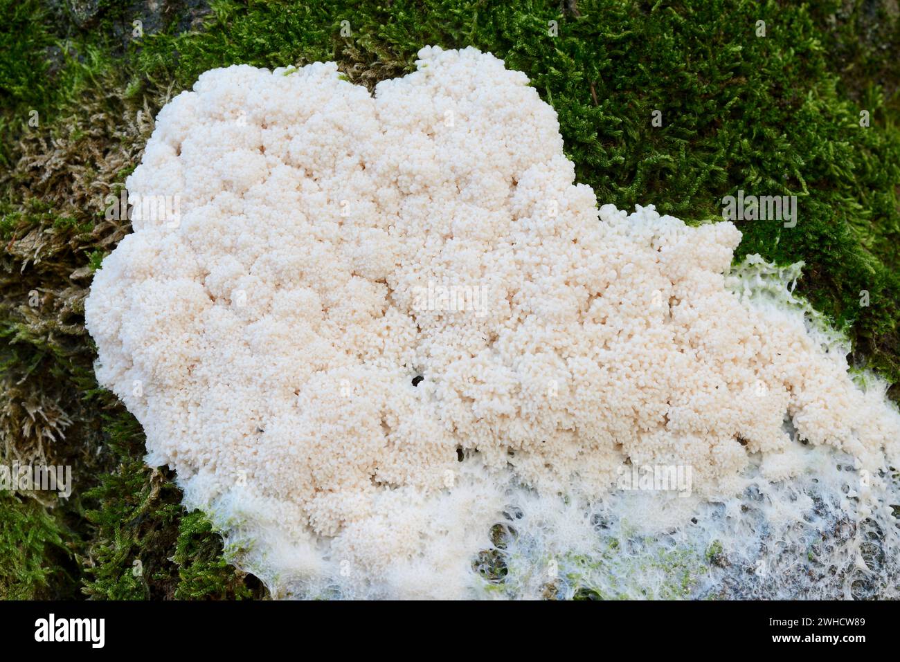 White scrambled egg slime hi-res stock photography and images - Alamy
