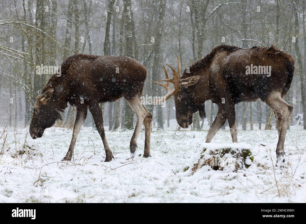 European moose (Alces alces alces), bull and cow moose in winter Stock ...