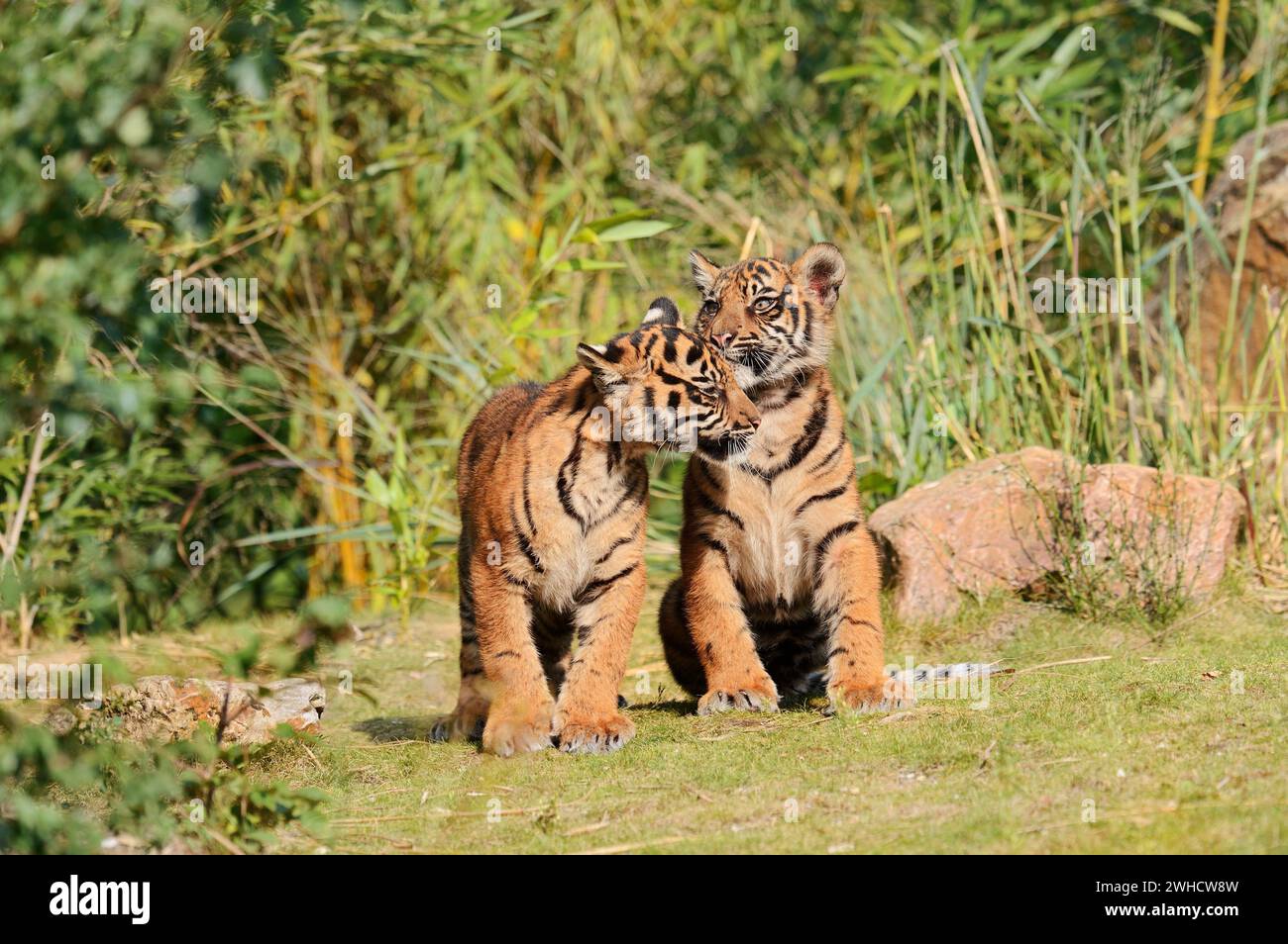 Sumatran tiger (Panthera tigris sumatrae), cubs, occurring on Sumatra ...