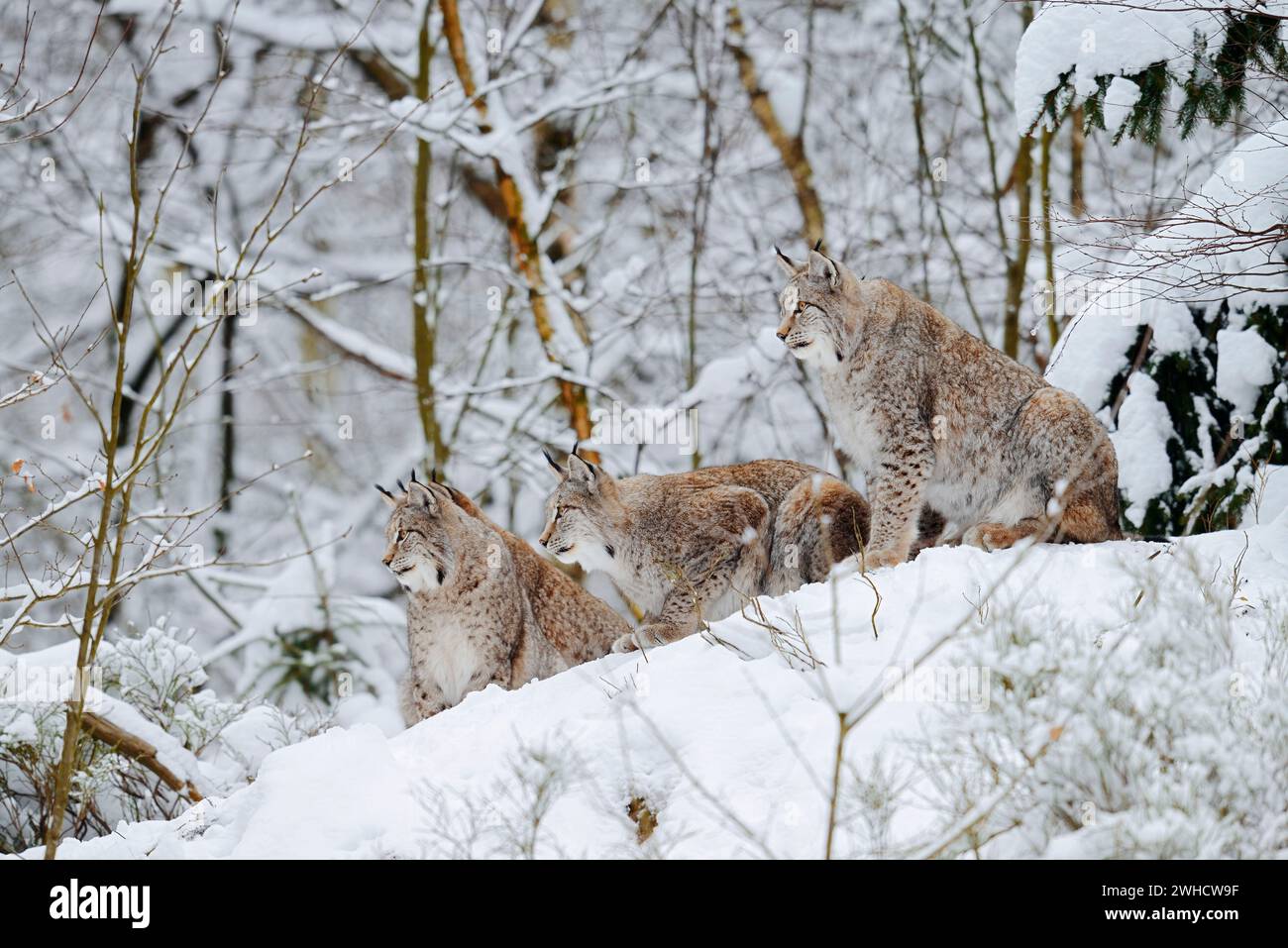 Eurasian lynx (Lynx lynx), lynx family in winter Stock Photo - Alamy
